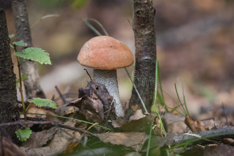 Orange-cap Boletus Mushroom Stock Image - Image of small, food: 77487475