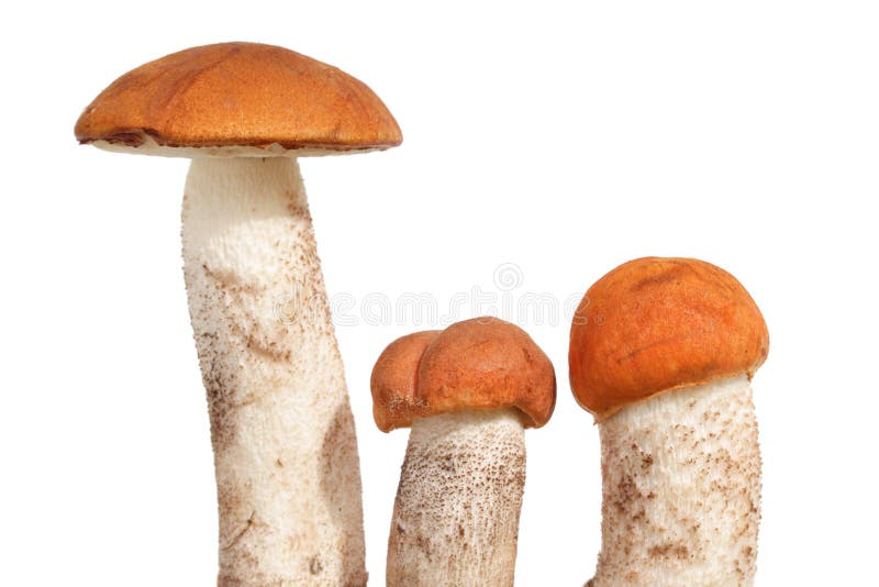 Orange Cap Boletus Mushrooms Stock Image - Image of ingredient, brown ...