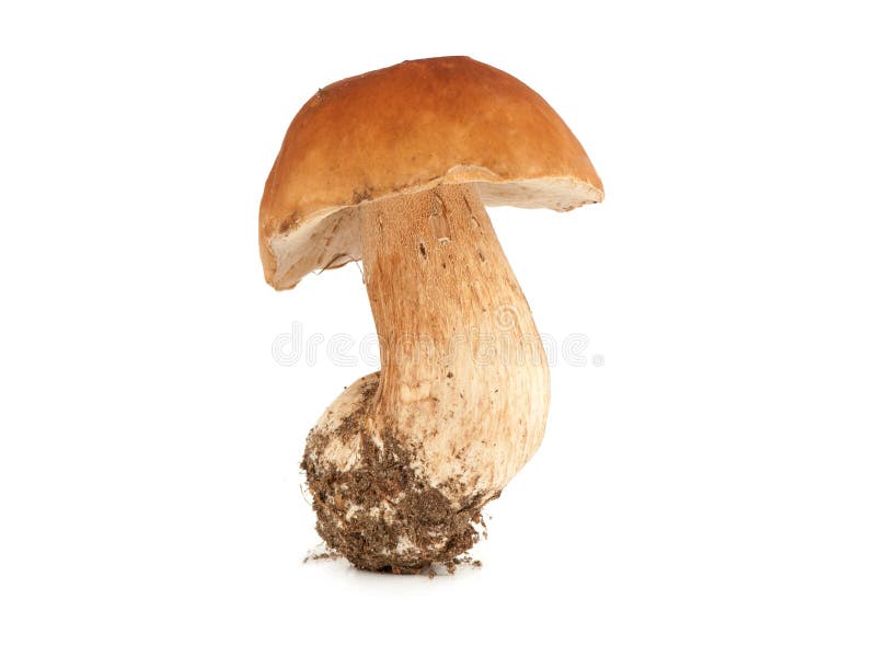 Orange-cap boletus stock photo. Image of flora, leccinum - 33190914