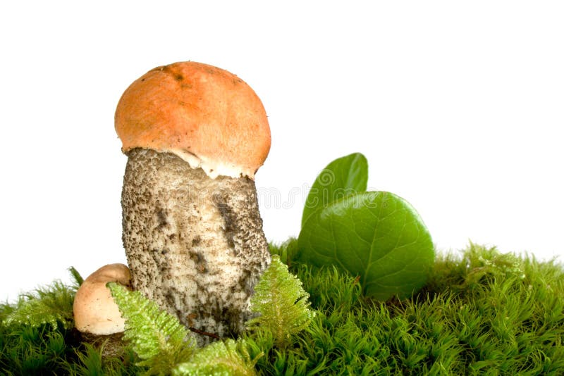 Orange-cap Mushroom Picture. Image: 3466549