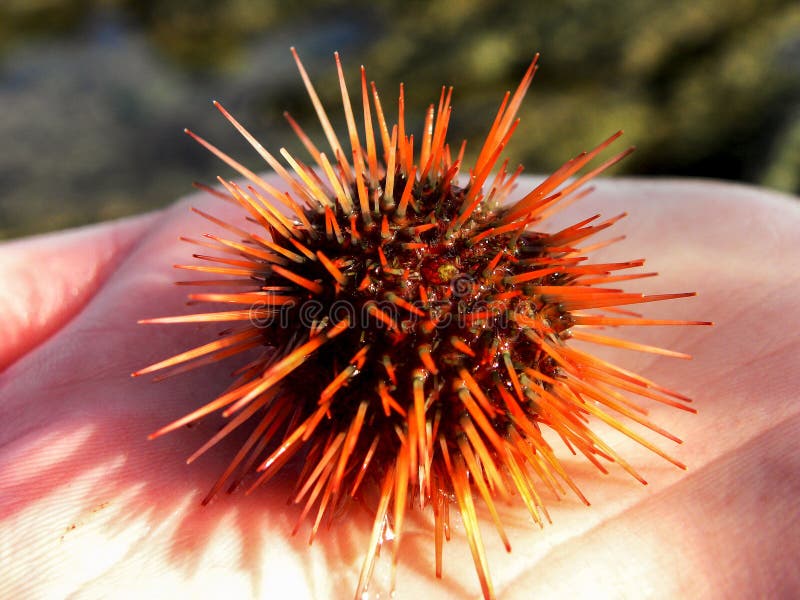 Sea Urchin stock image. Image of life, shells, seas, spikes - 32811373