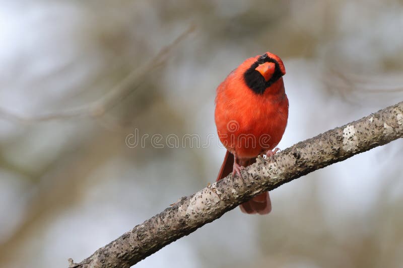An Orange Cardinal Perches on a Tree Limb Looking for Prey Stock Image ...