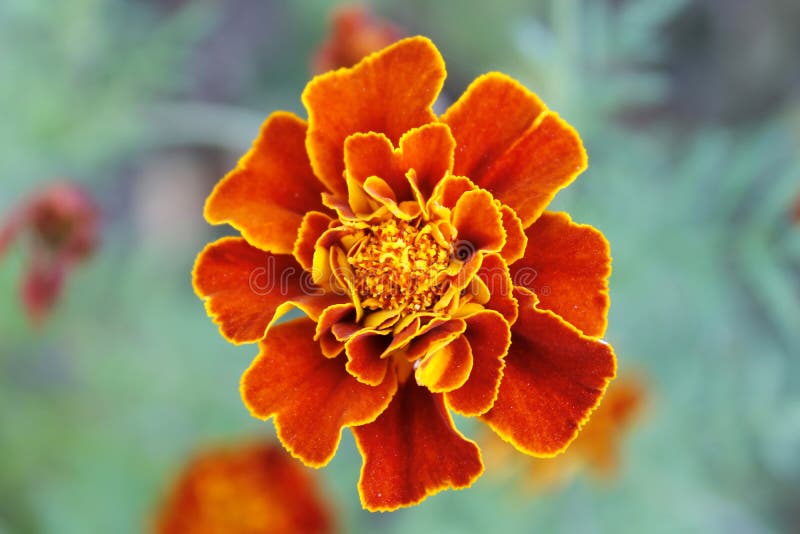 Orange Carnation stock photo. Image of orange, flowers - 85986256