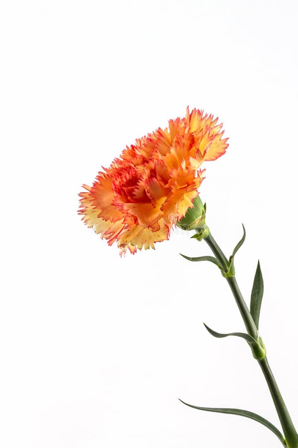 Orange carnation flower. stock image. Image of garden - 49492027