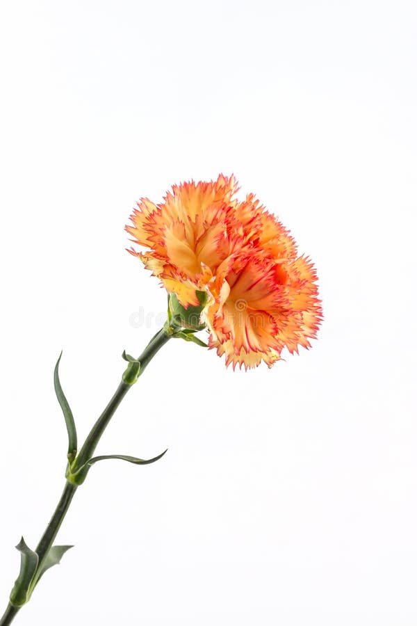 Orange carnation flower. stock image. Image of blooming - 48835601