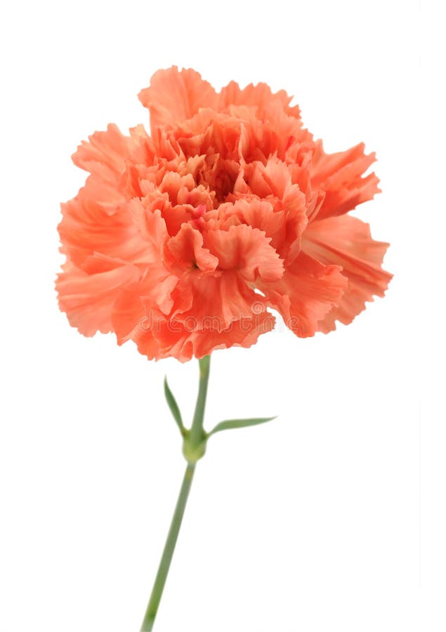 Orange Carnation on White Background, Isolate. Close-up. Copy the Space ...
