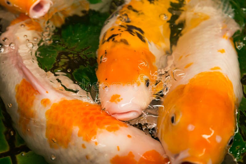 Orange Carp Fish in the Pond Stock Image - Image of fish, lucky: 66827979