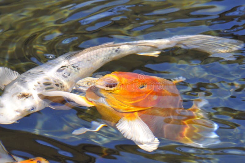 Orange carp koi stock image. Image of ripple, fish, basin - 13339429