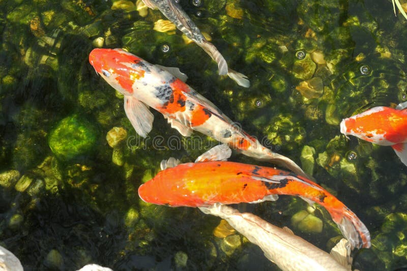 Orange Carp Koi Swimming in Water Stock Photo - Image of colorful, gold ...