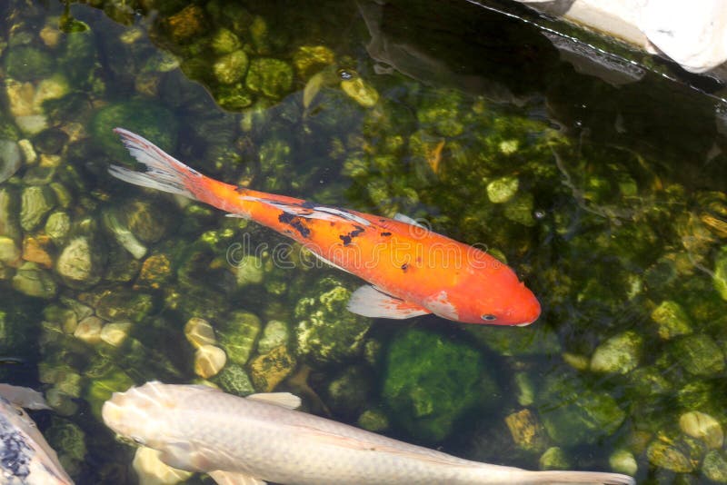 Orange Carp koi in water stock image. Image of white - 141061087