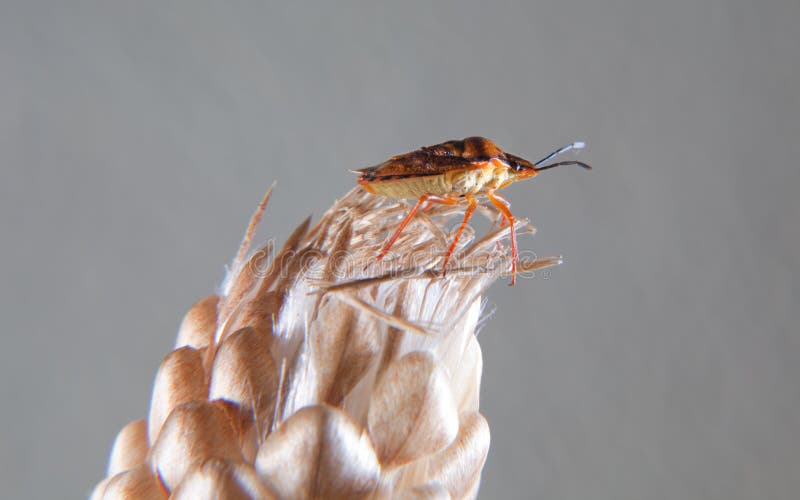 Orange Carpocoris Fuscispinus Stock Image - Image of outdoors, close ...