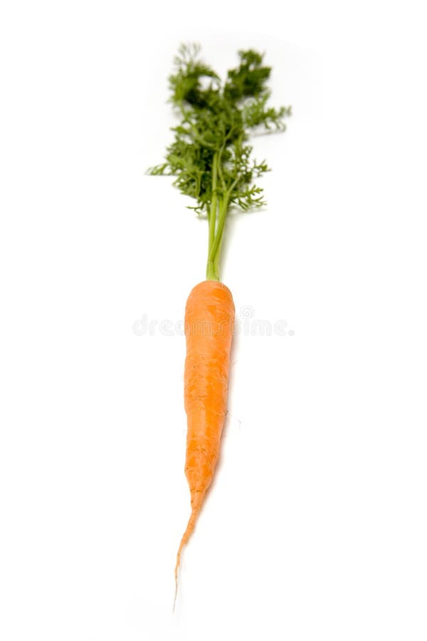 Orange carrot root stock image. Image of greens, veggie - 1421097