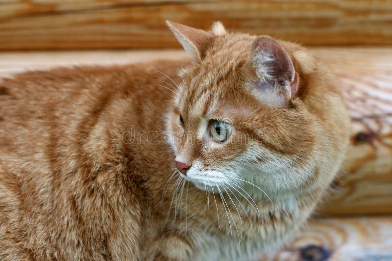 Orange cat stock image. Image of kitten, curiosity, cute - 10761299