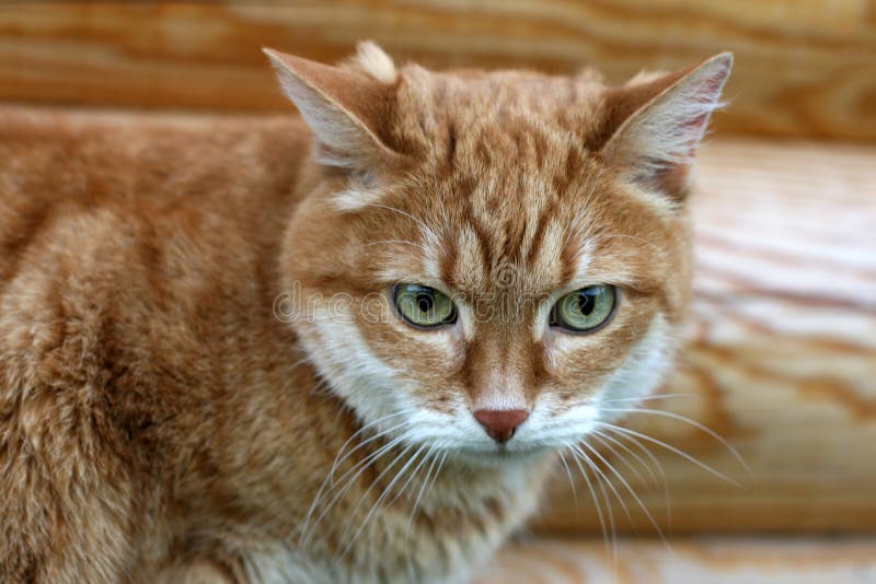 Orange cat stock image. Image of claw, beautiful, looking - 10761335