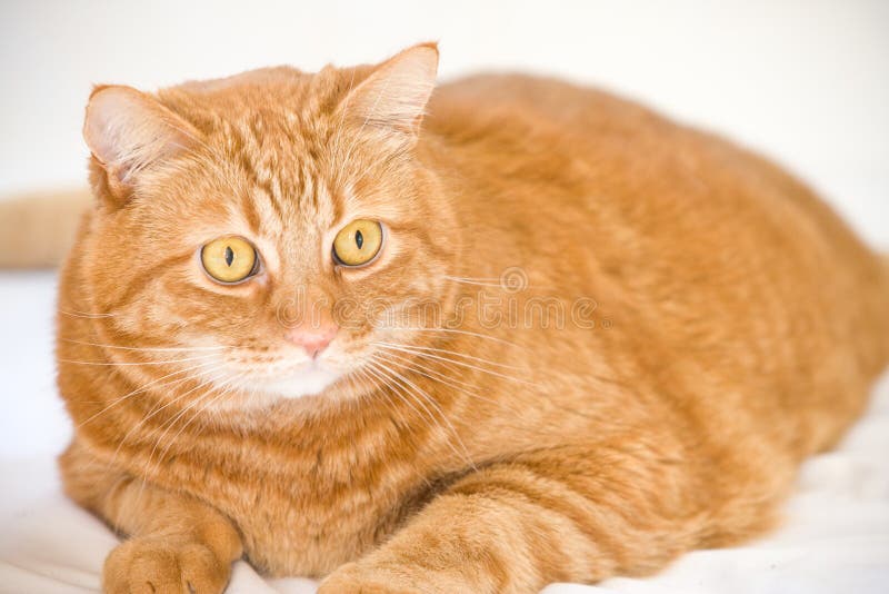 Orange cat stock photo. Image of mammal, orange, coat - 13246450