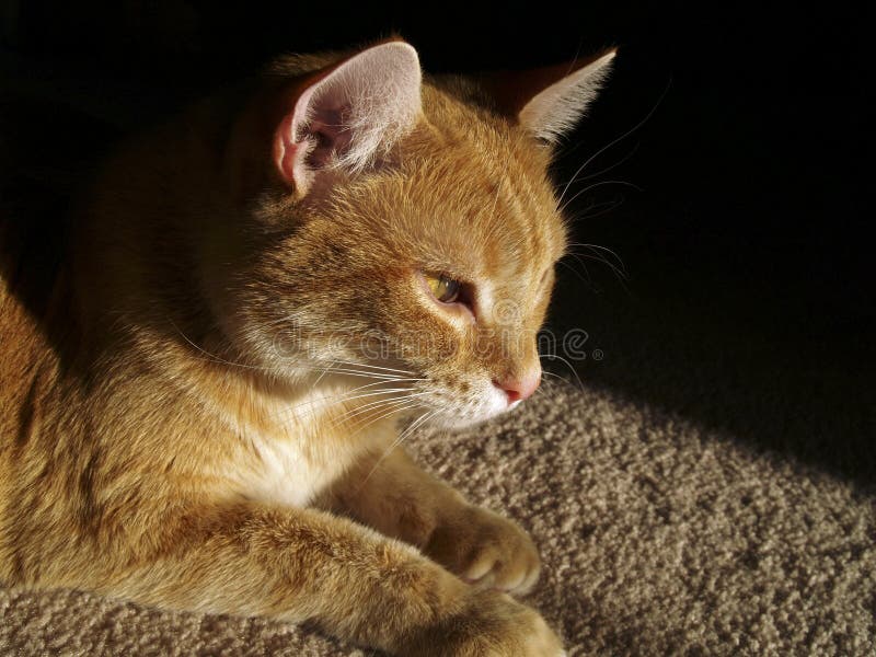 Orange Cat Picture. Image: 2039283