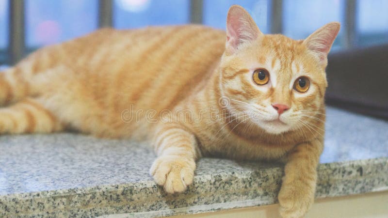 Orange cat stock photo. Image of civet, male, whiskers - 95126742