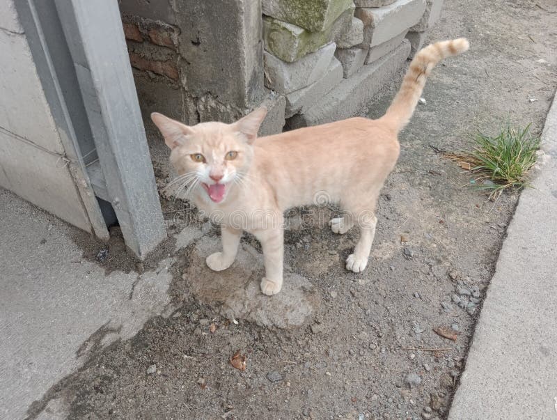 An Orange Cat with an Angry Expression Stock Image - Image of kitten ...