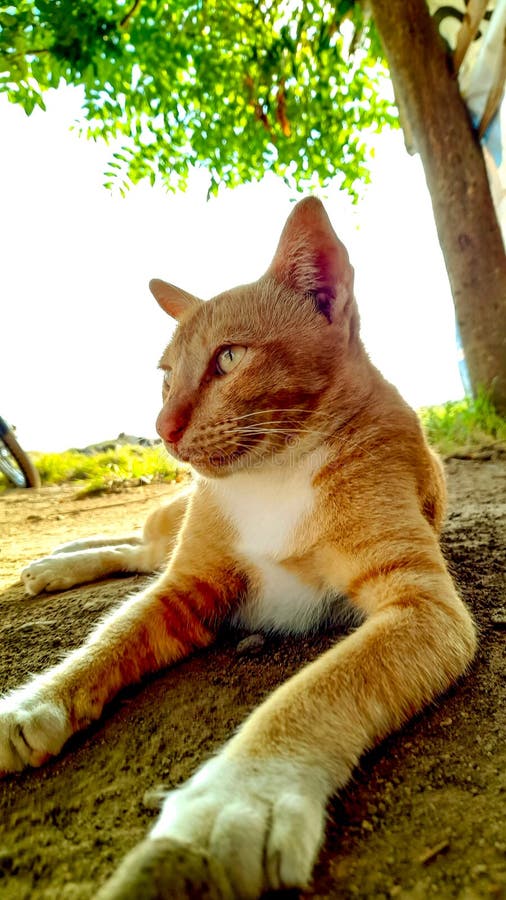 Orange Cat Animal stock photo. Image of mamalia, orange - 218982386