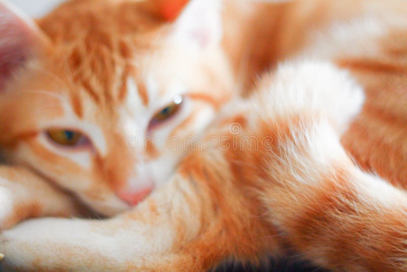 An Orange Cat is Approaching Asleep Looking at the Camera Stock Image ...