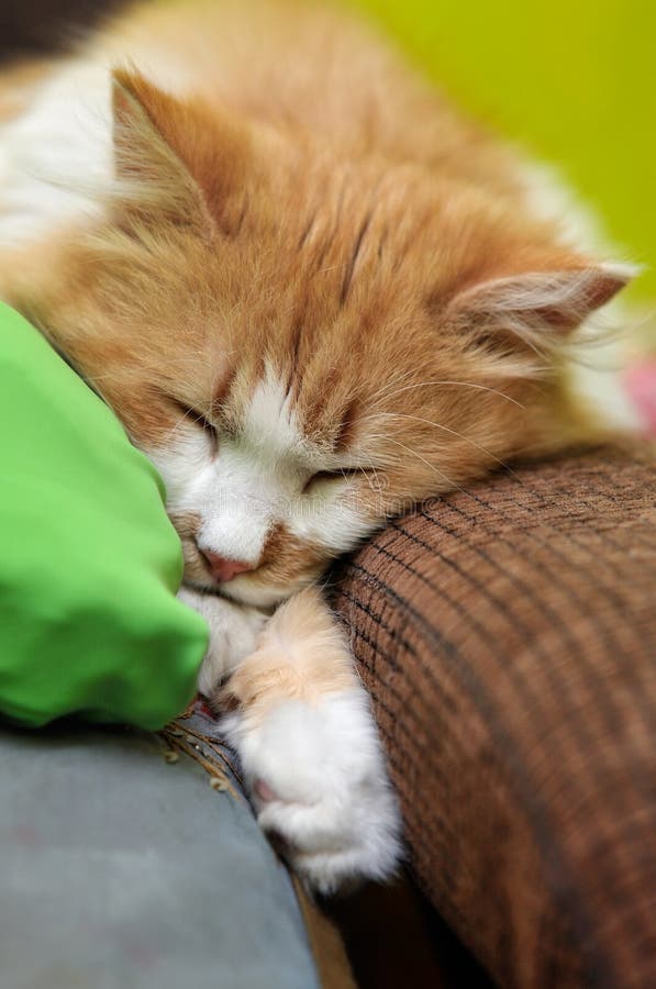 Orange cat asleep stock image. Image of cute, sleeping - 33246695