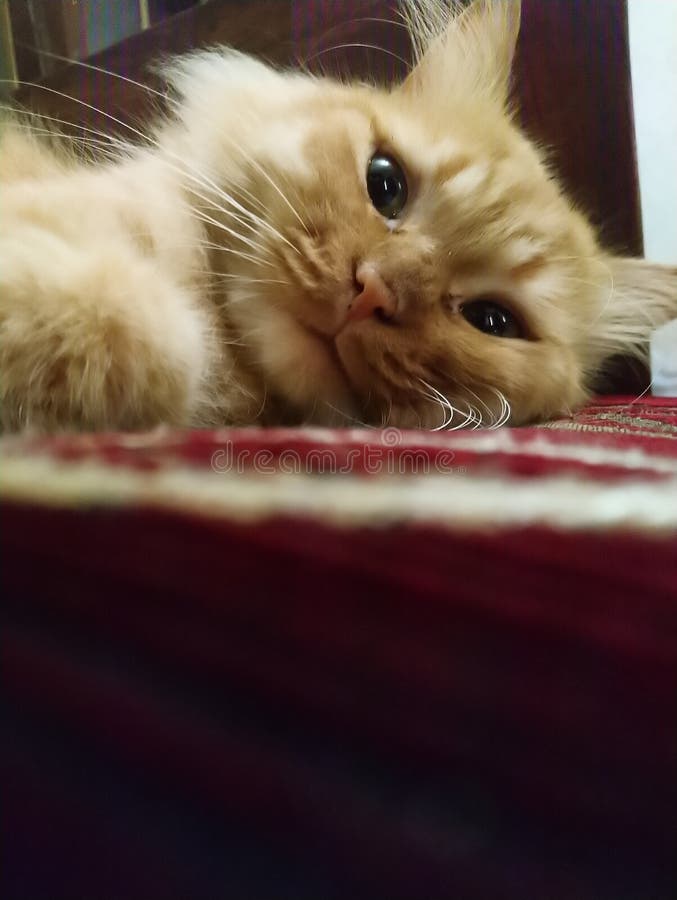 Orange Cat Aware the Camera Stock Photo - Image of camera, orange ...