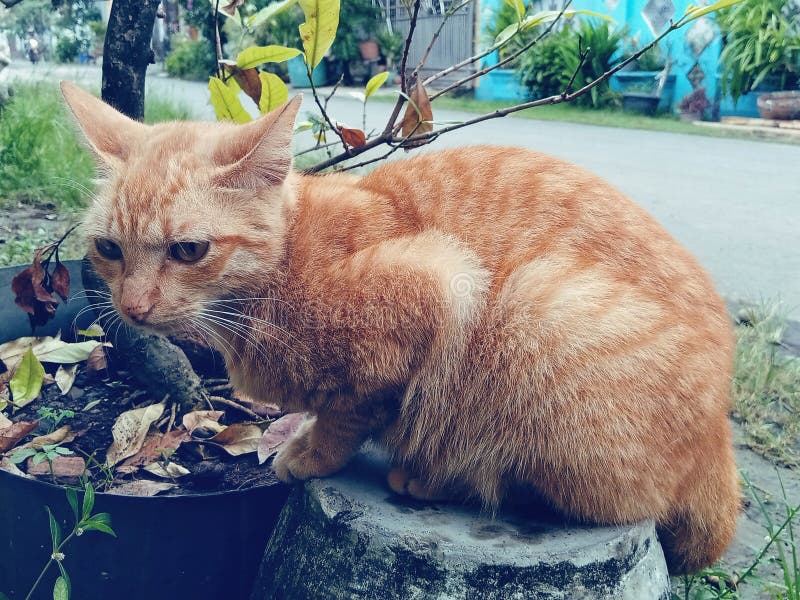 Orange Cat with Blank Stare Stock Image - Image of pose, blank: 267280475