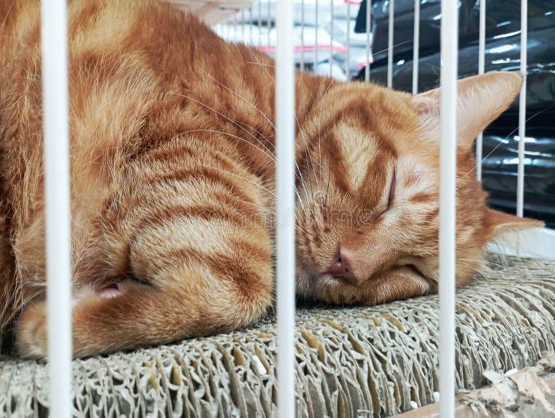 Orange Cat in a Cage. Very Comfortable Cat Sleeping Stock Image - Image ...