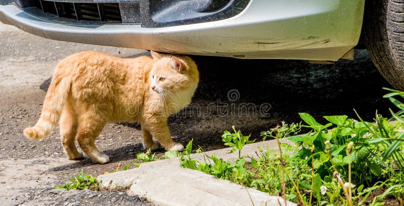 Orange Cat at the Car Bumper in Sunny Weather_ Stock Photo - Image of ...