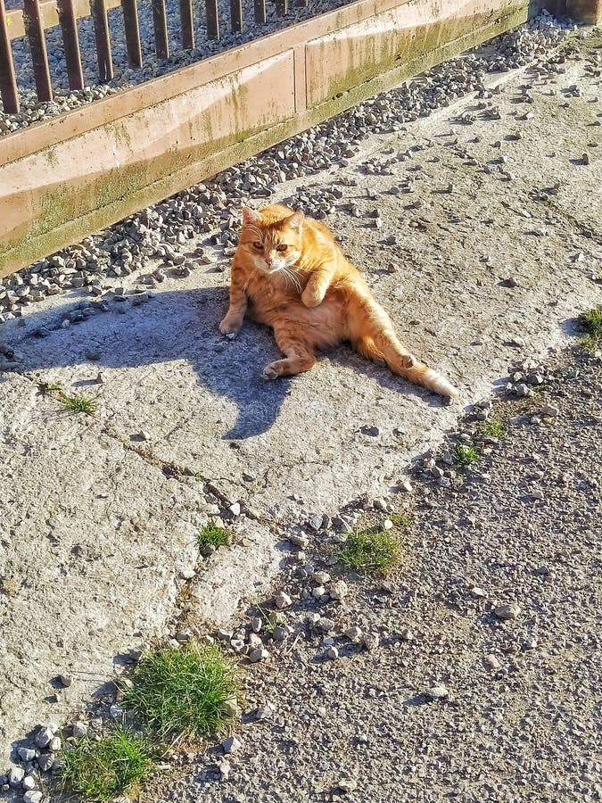Orange cat chills out stock photo. Image of animal, asphalt - 292628286