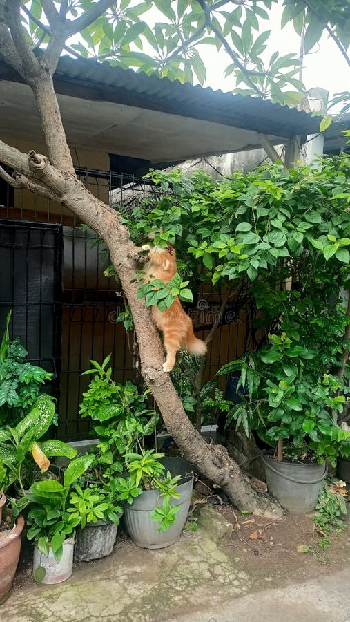 An Orange Cat is Climbing a Tree Chasing Mice Stock Photo - Image of ...
