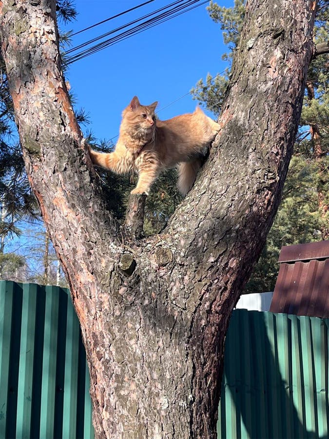 An Orange Cat Climbs a Tree Outside Stock Photo - Image of happy, climb ...