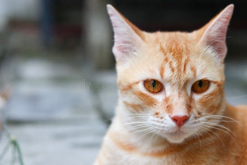 Orange Cat Close - Up, Beautiful and Lovely Stock Photo - Image of ...