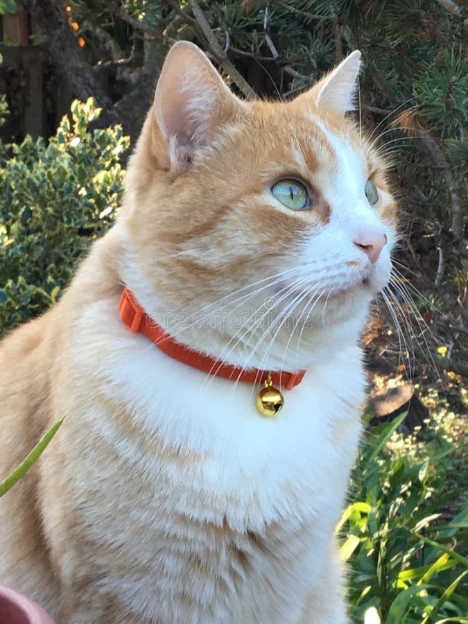 Orange cat stock image. Image of orange, colored, alert - 80506469