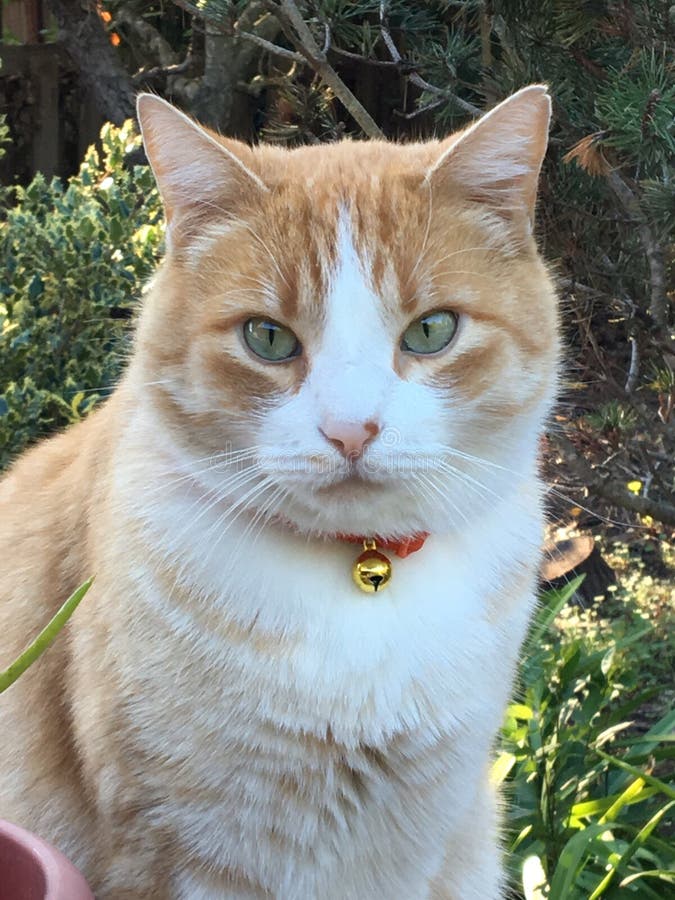 Orange cat 2 stock photo. Image of bells, orange, look - 80507302