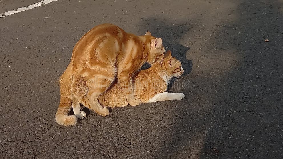 Orange Cat Couple Mating on the Highway Stock Photo - Image of human ...