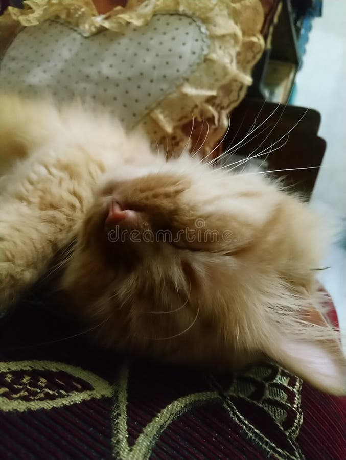 Orange Cat Deep Sleep on a Chair Stock Image - Image of sleep, skin ...