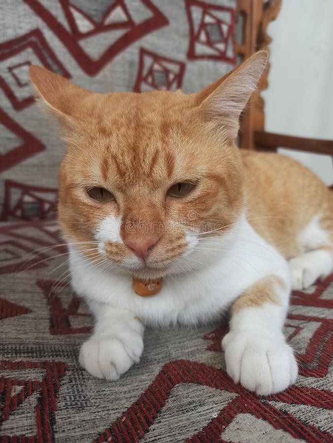 Orange Cat from a Different Angle. Stock Image - Image of kitten ...