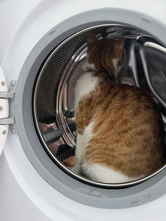An Orange Cat is in the Drum of a Washing Machine Stock Image - Image ...