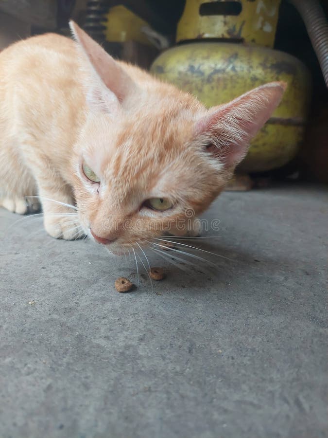 Orange cat is eating stock photo. Image of animal, sitting - 290915408