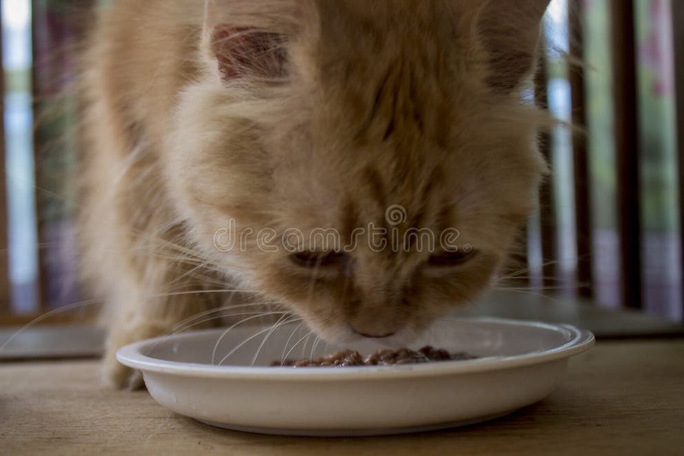An Orange Cat is Eating in a Cage Stock Photo - Image of snout ...