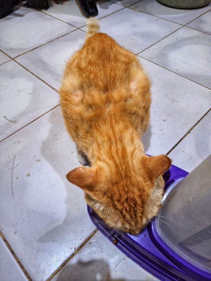 Orange cat eating stock image. Image of domestic, beautiful - 312186463