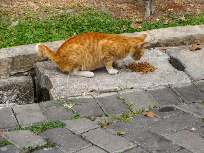 Beautiful Orange Cat is Eating Stock Photo - Image of wildcat, plant ...