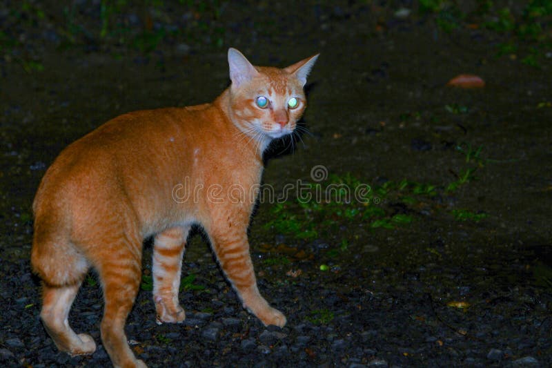 Orange Cat Eyes that Glow in the Dark Stock Photo - Image of glow ...