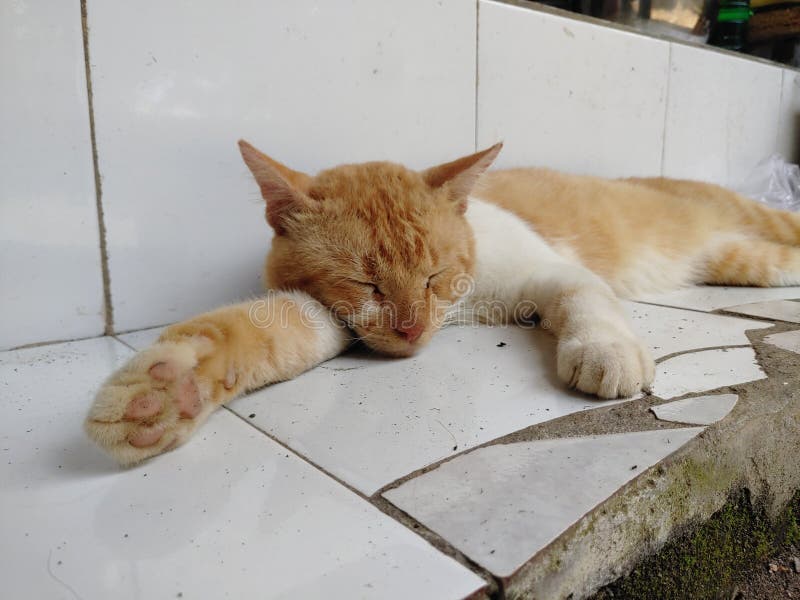 Orange Cat on the Floor in Front of the House Stock Image - Image of ...