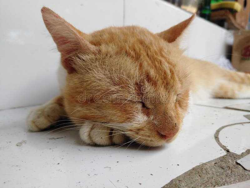 Orange Cat on the Floor in Front of the House Stock Photo - Image of ...