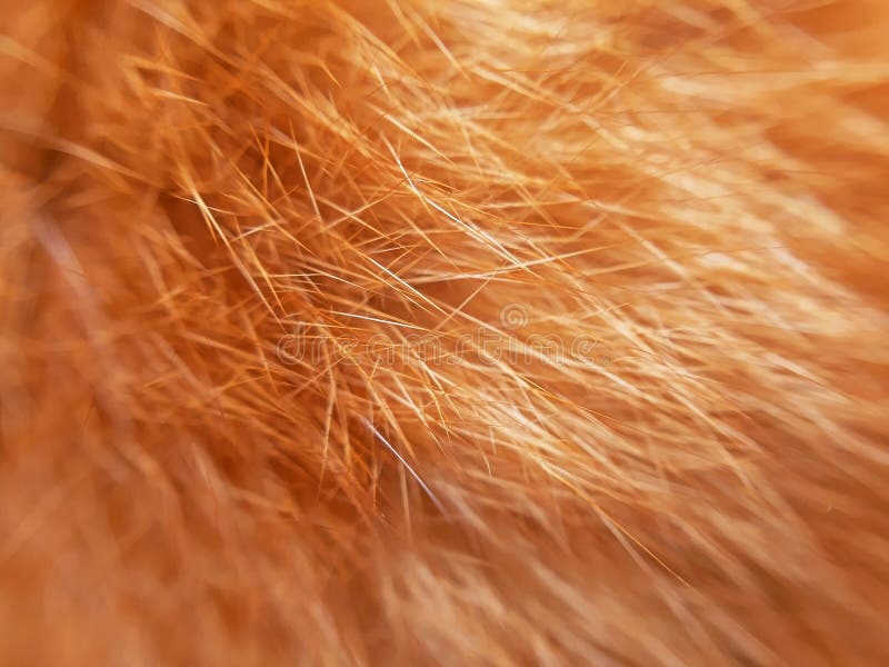 Orange Cat Fur Background Texture Close Up Stock Photo - Image of ...