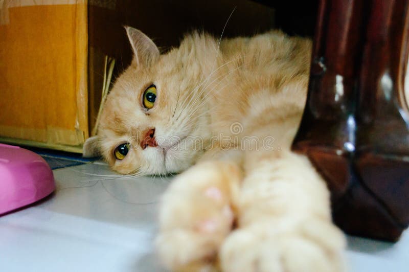 Cat is Going To Sleep in the Evening Stock Image - Image of american ...