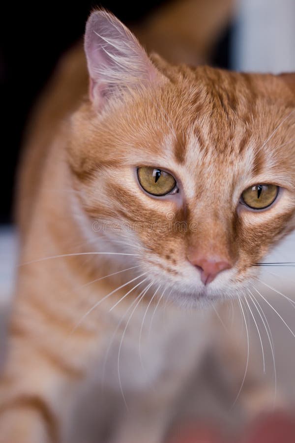 Orange Cat with Green Eyes Surprised Mouth Open Stock Photo - Image of ...