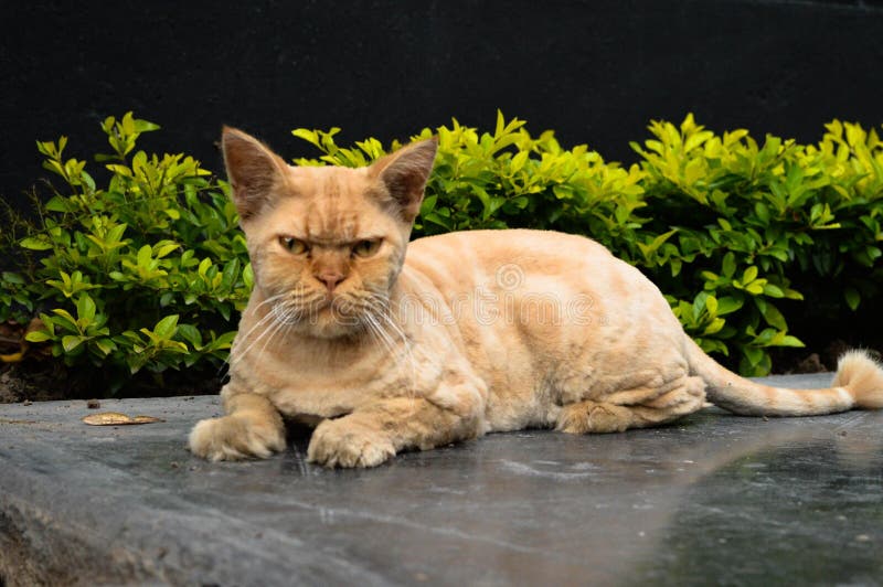 Orange Cat with a Grumpy Face Stock Photo - Image of carnivore, animal ...